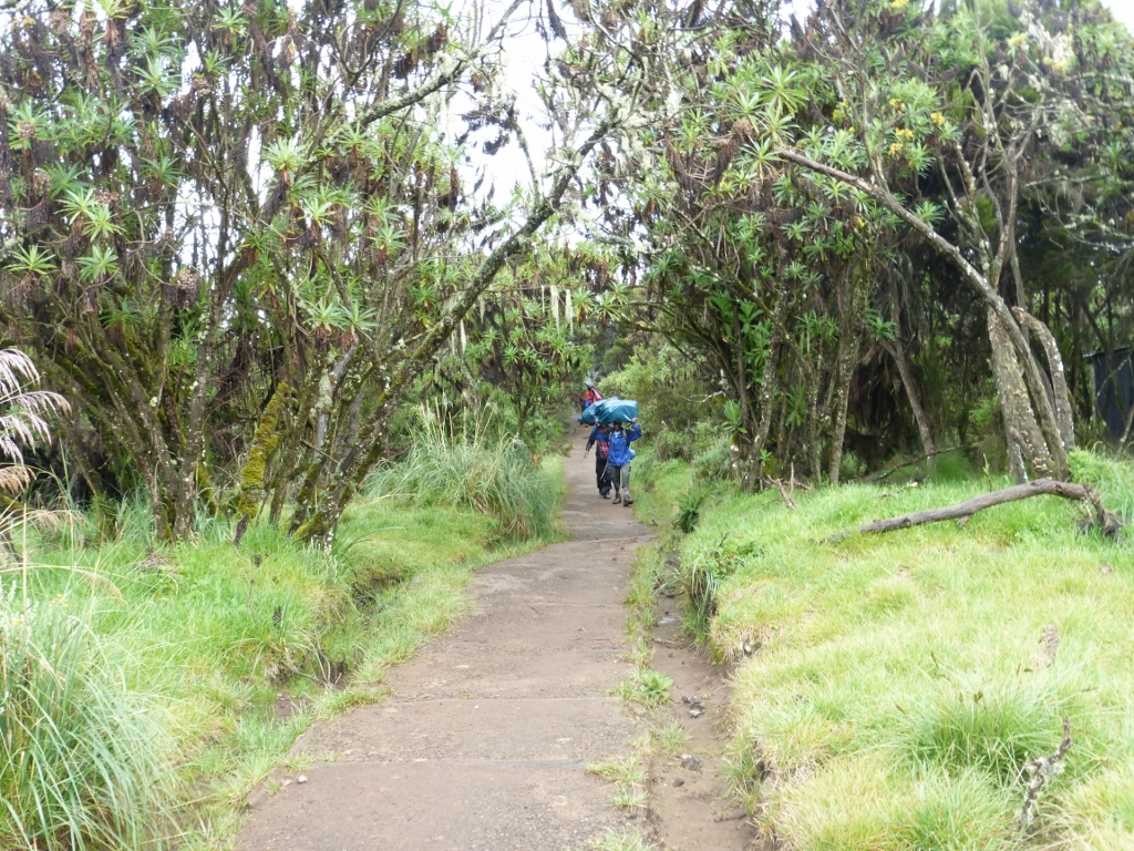 Voyage en Tanzanie: Kilimandjaro (voie Machame) et safari à Arusha ...